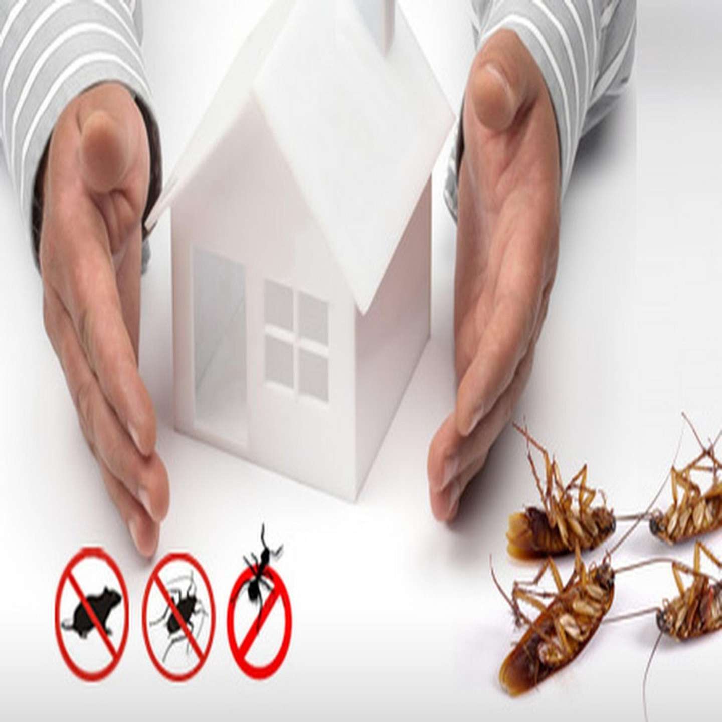 pestcontrolottawa - Pixabay