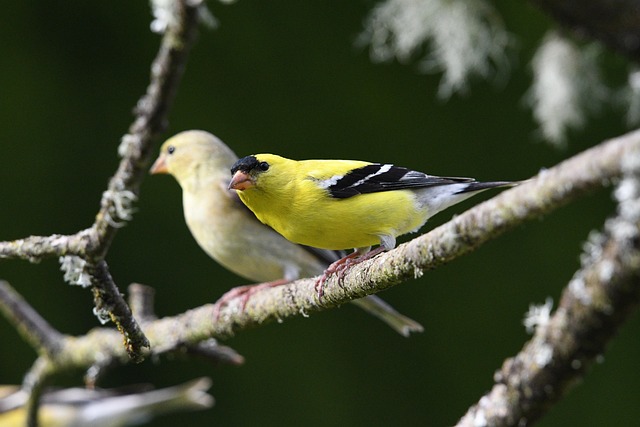 American Goldfinch Bird Yellow - Free photo on Pixabay - Pixabay