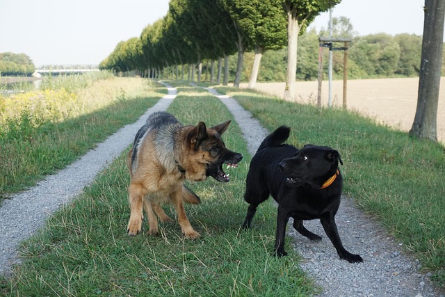 Chien De Berger Attaque - Photo gratuite sur Pixabay - Pixabay