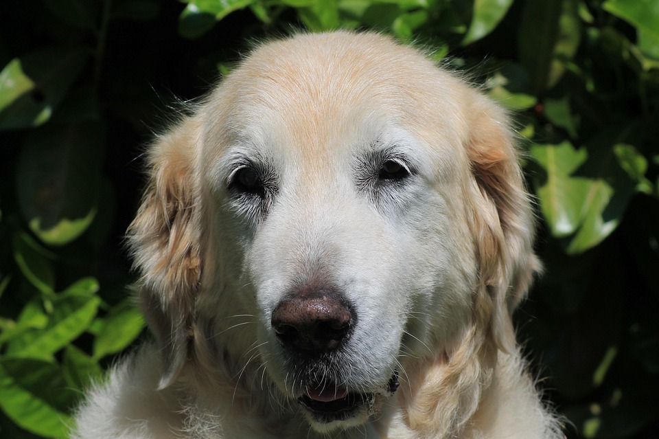 Golden Retriever Köpek Hayvan - Pixabay'de ücretsiz fotoğraf - Pixabay
