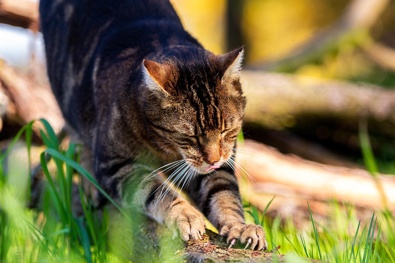 Gato Animal Alongamento - Foto gratuita no Pixabay - Pixabay
