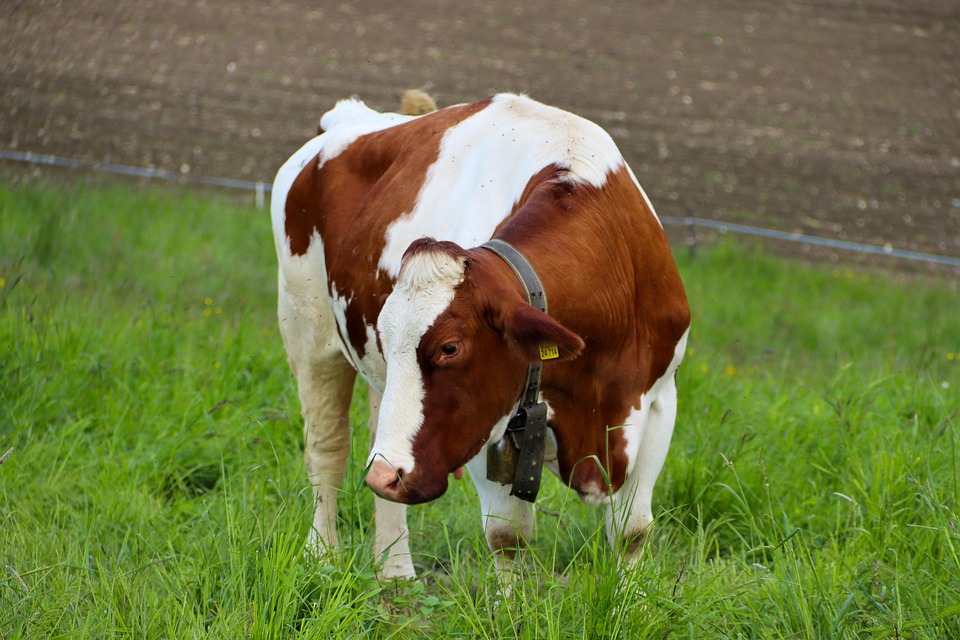 Cow Farm Animal - Free photo on Pixabay - Pixabay