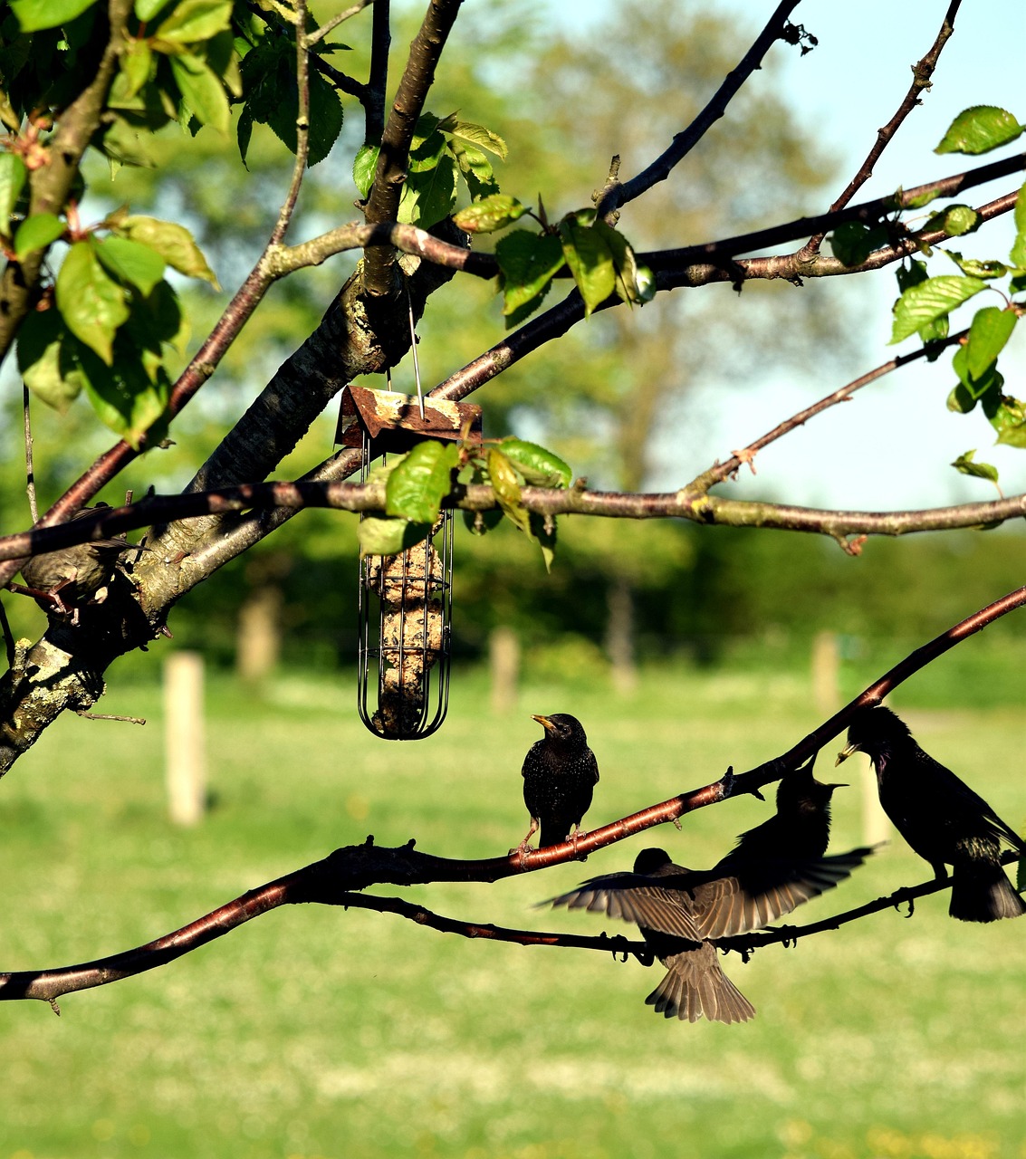 Stare Jonge Vogels Natuur - Gratis foto op Pixabay - Pixabay