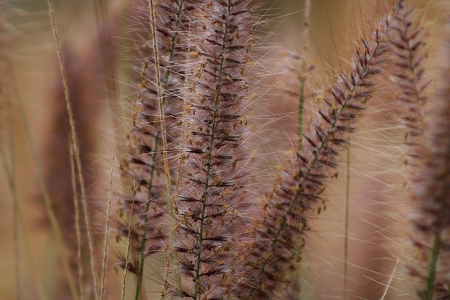 Plantes Gazon Feuilles La - Photo gratuite sur Pixabay - Pixabay