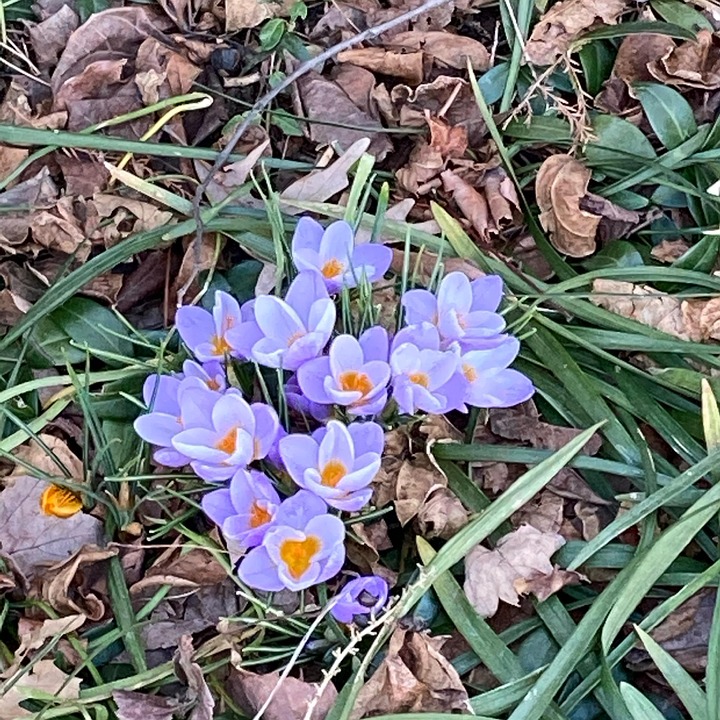 Crocus Le Printemps Nature - Photo gratuite sur Pixabay - Pixabay
