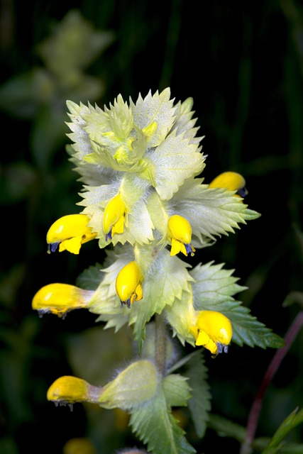 Greater-Yellow-Rattle Rattleweed - Free photo on Pixabay