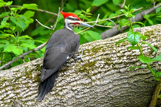Nature Wildlife Avian - Free photo on Pixabay - Pixabay