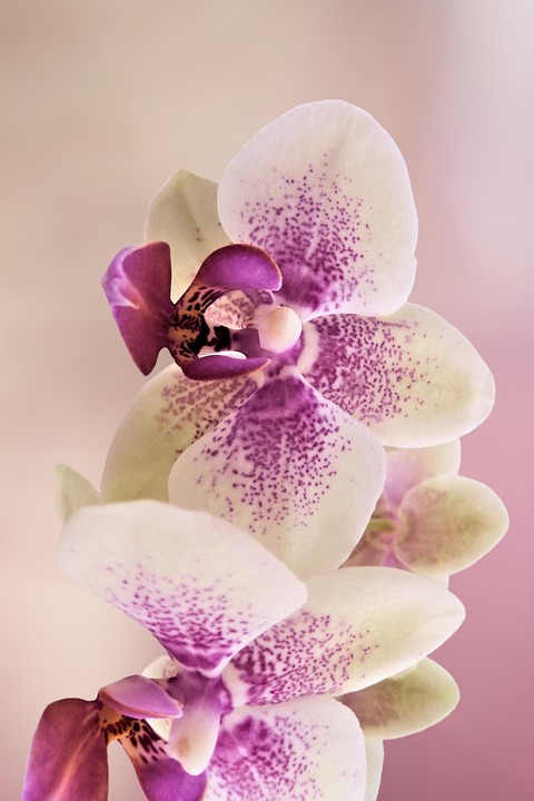 Flowers Orchids Spring - Free photo on Pixabay