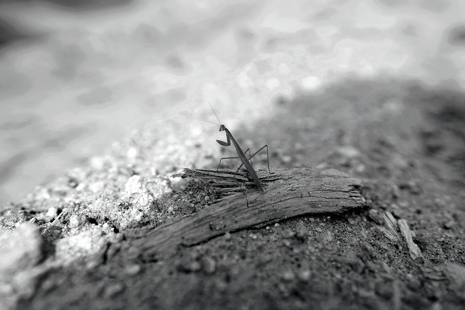 Macro Insecto En Blanco Y - Foto gratis en Pixabay - Pixabay