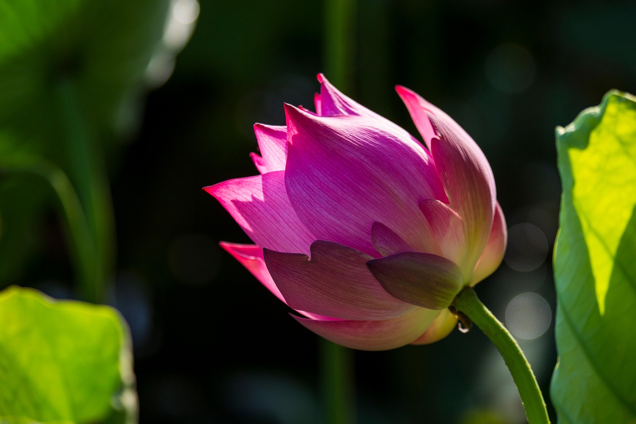 Lotus Flower Plant - Free photo on Pixabay
