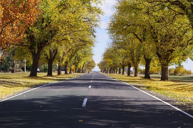 Podzim Stromy Ulice - Fotografie zdarma na Pixabay - Pixabay