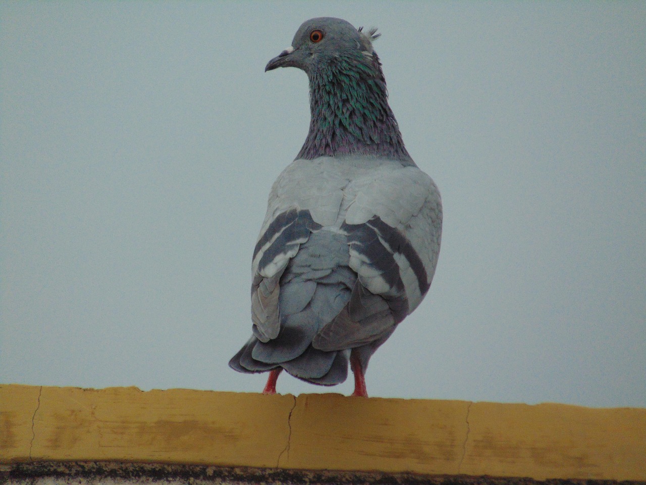 Pigeon Bird Beak - Free photo on Pixabay - Pixabay