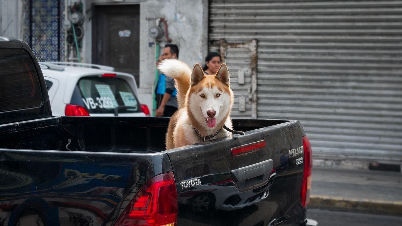 Cachorro Filhote De Bicho - Foto gratuita no Pixabay - Pixabay