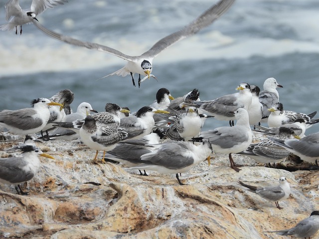 Aves Marinhas Pássaros Em Uma - Foto gratuita no Pixabay - Pixabay