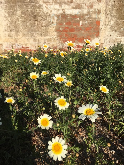 Flor Pared Fondo - Foto gratis en Pixabay