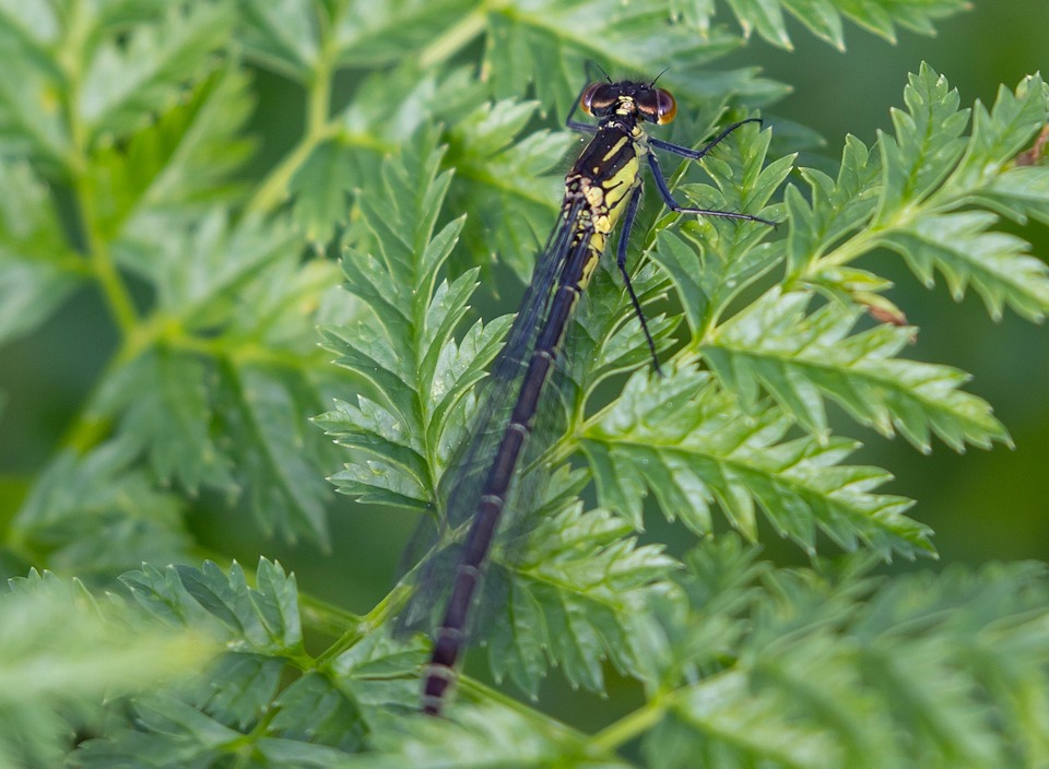 Banded Demoiselle Damselfly Insect - Free photo on Pixabay - Pixabay