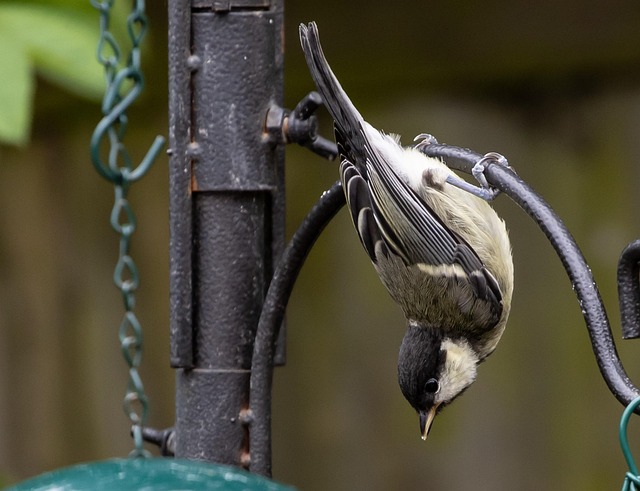 Great Tit Bird Chick - Free photo on Pixabay
