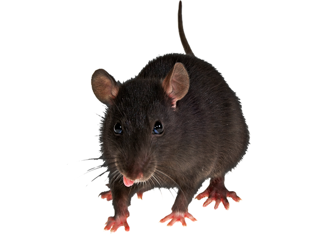 Download Mouse, Rat, Rodent. Royalty-Free Stock Illustration Image ...