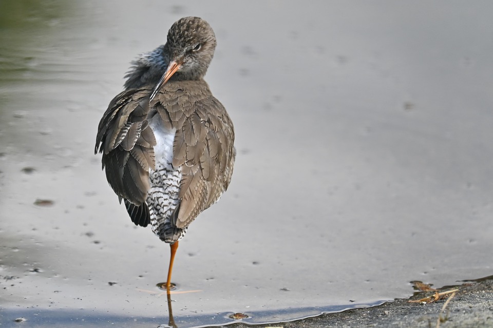 Bird Redshank Beak - Free photo on Pixabay - Pixabay