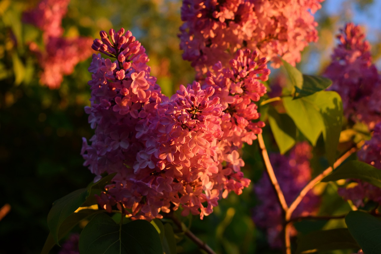 Flores Bonitas Natureza - Foto gratuita no Pixabay - Pixabay