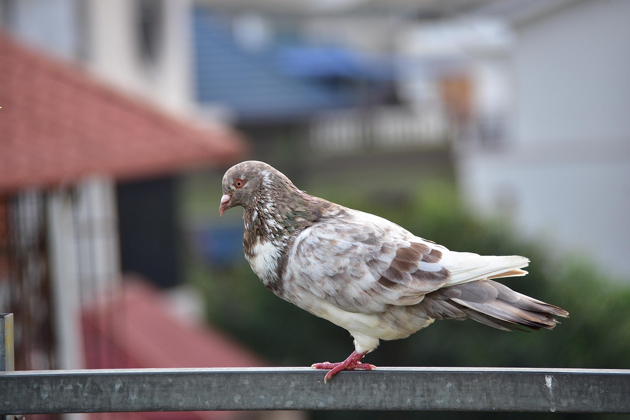 Animal Pomba Sentado - Foto gratuita no Pixabay - Pixabay