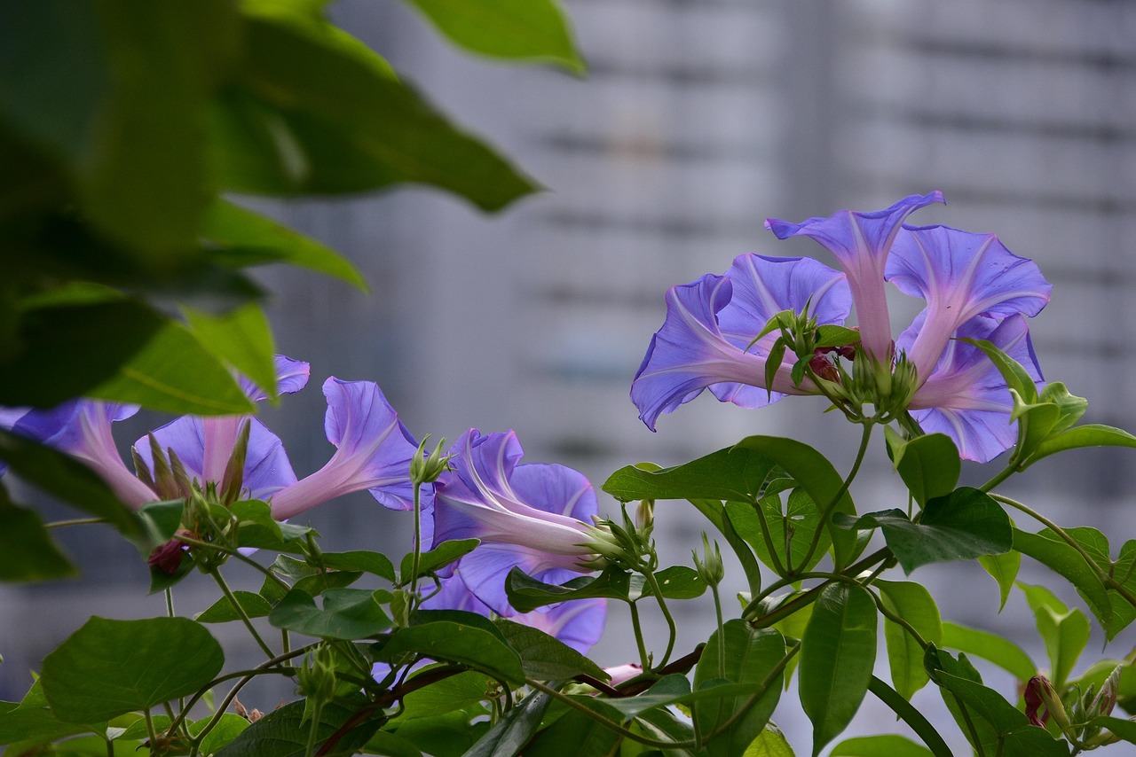 Fleurs Bleues Feuilles - Photo gratuite sur Pixabay - Pixabay