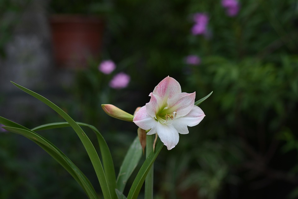 Lily Of The Valley Bloom Peach - Free photo on Pixabay - Pixabay