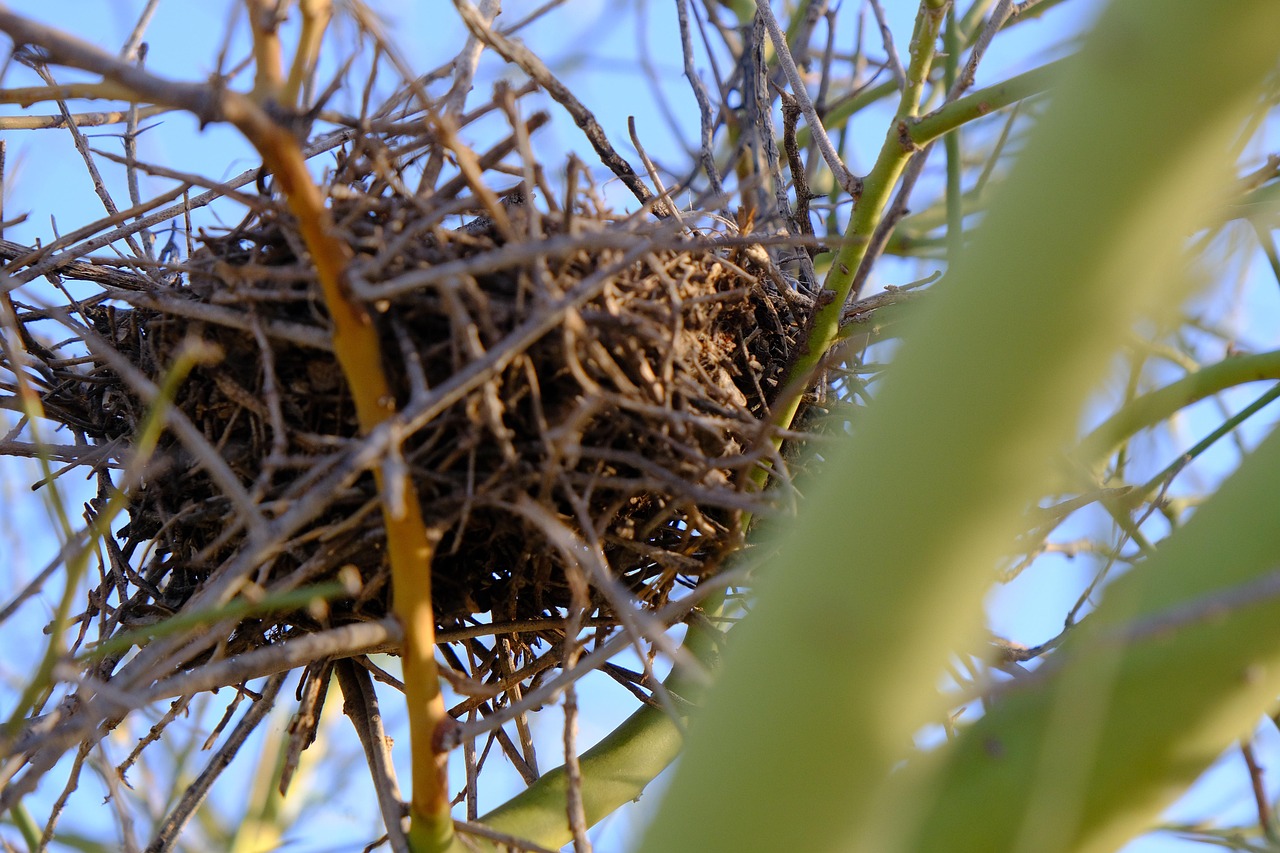 Nido De Pájaro Árbol Organización - Foto gratis en Pixabay - Pixabay