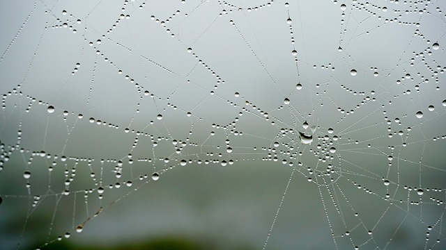 Spinnenweb Dauw Natuur - Gratis foto op Pixabay - Pixabay