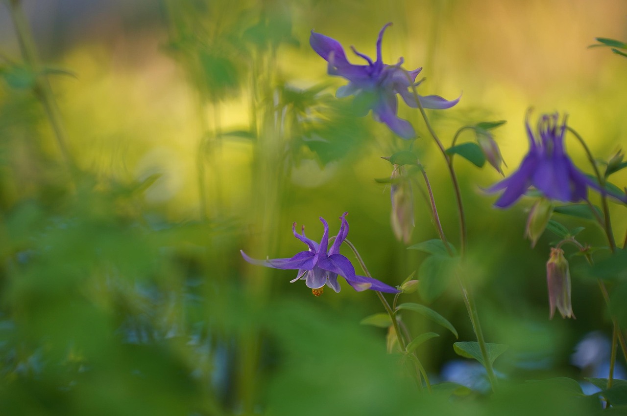 Columbine Bunga-Bunga Tanaman - Foto gratis di Pixabay - Pixabay