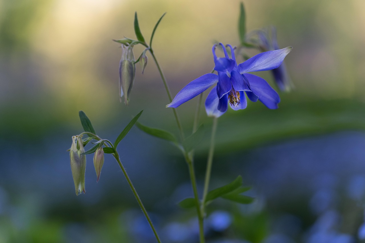 Columbine Flor Planta - Foto gratis en Pixabay - Pixabay