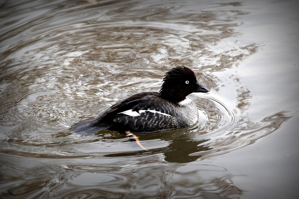 Goldeneye Duck Pond - Free photo on Pixabay