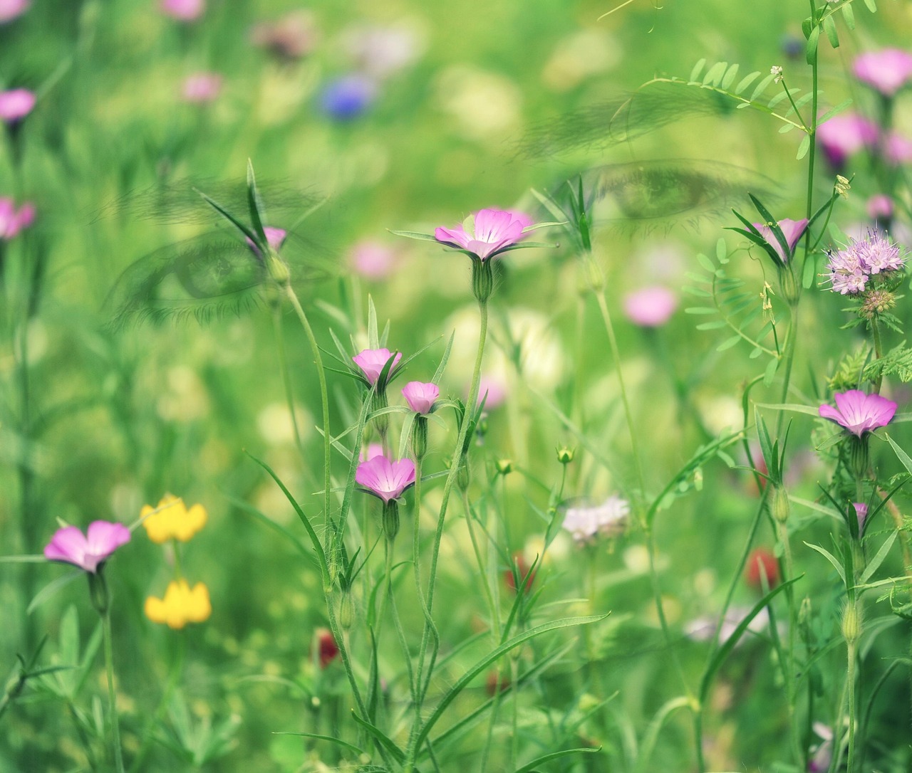 Flores Plantas Prado Cor De - Foto gratuita no Pixabay - Pixabay