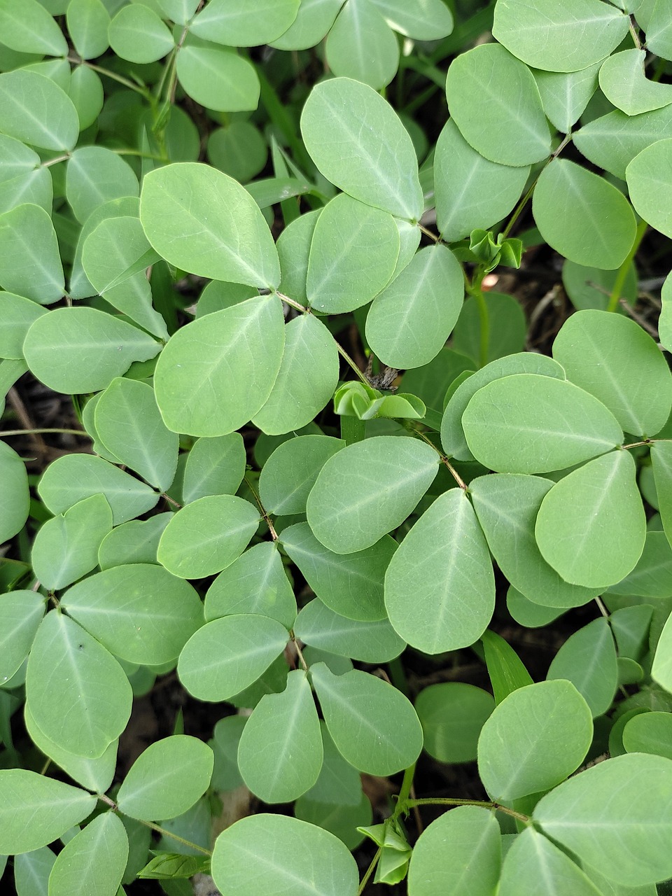 Leaves Plant Foliage - Free photo on Pixabay - Pixabay