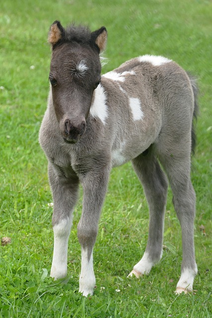 Shetland Pony Foal Animal - Free photo on Pixabay - Pixabay