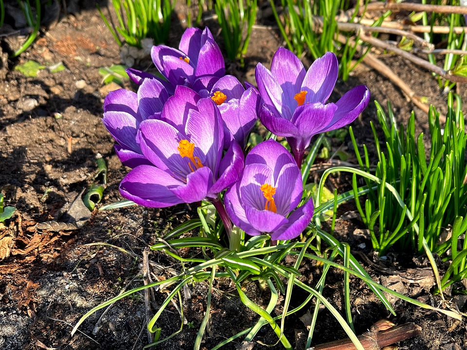 Crocus Fleurs Plantes - Photo gratuite sur Pixabay - Pixabay