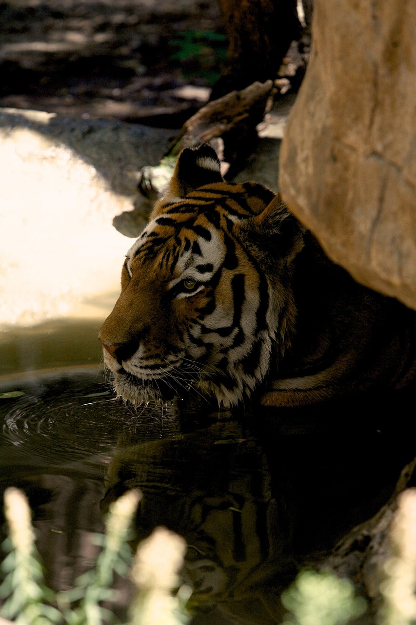 Tiger Animal Zoo - Free photo on Pixabay - Pixabay