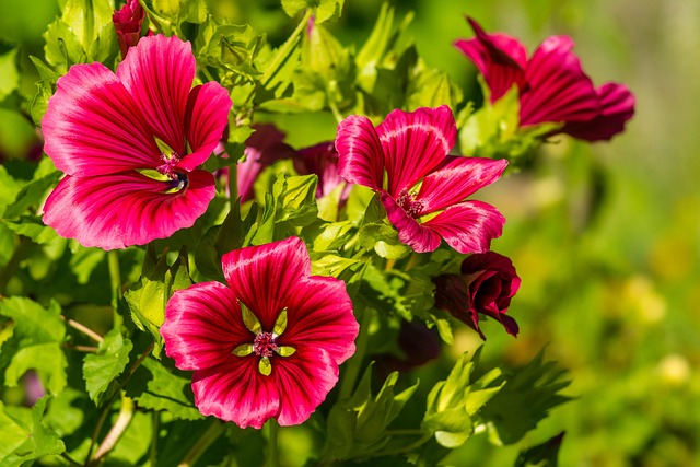 Mauve Fleurs Plantes - Photo gratuite sur Pixabay - Pixabay