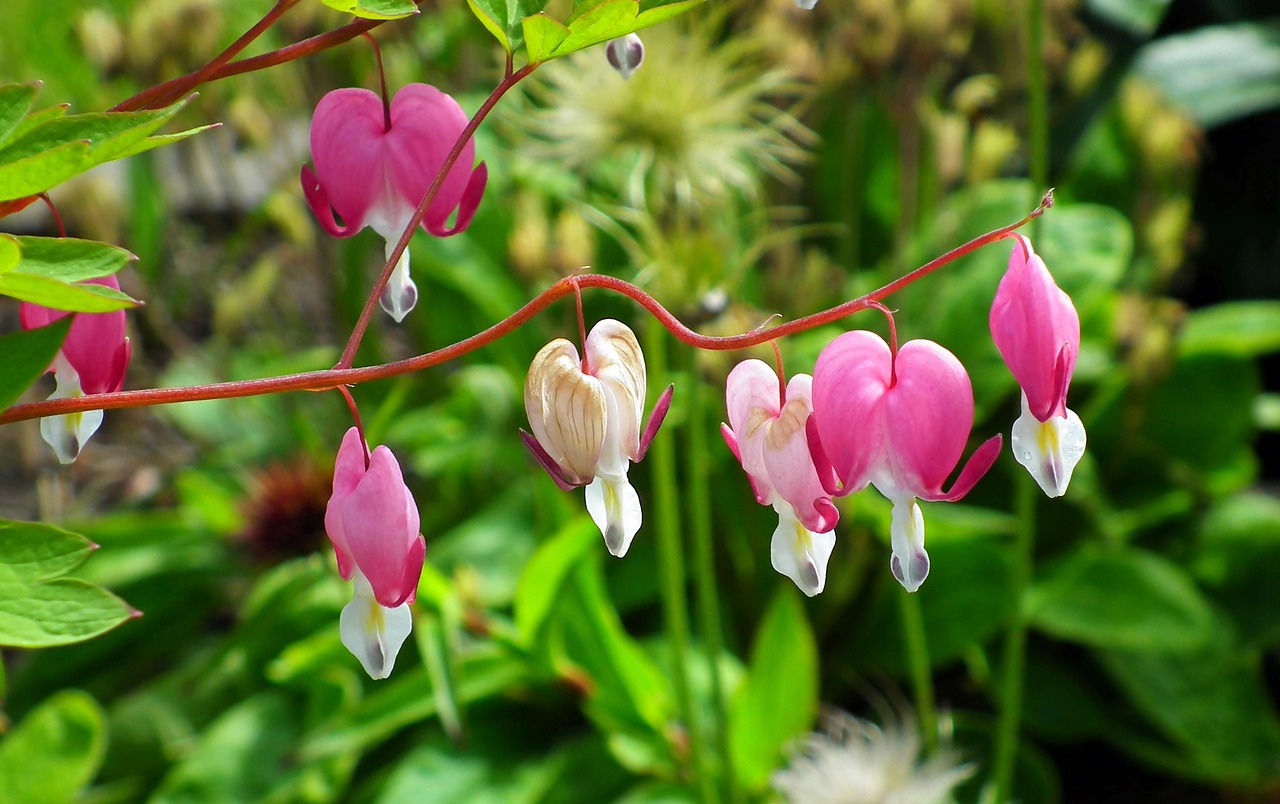 Más de 100 imágenes gratis de Corazón Sangrante y Naturaleza - Pixabay