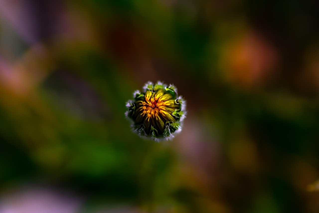 Flower Bud Plant - Free photo on Pixabay - Pixabay