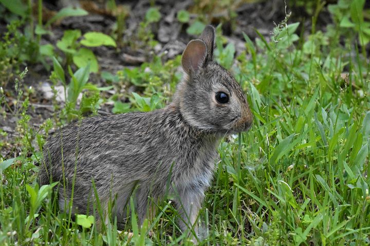30+ Free Cottontail Rabbit & Rabbit Images