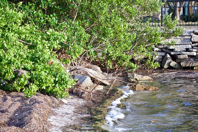 Bushes Shore Water - Free photo on Pixabay - Pixabay