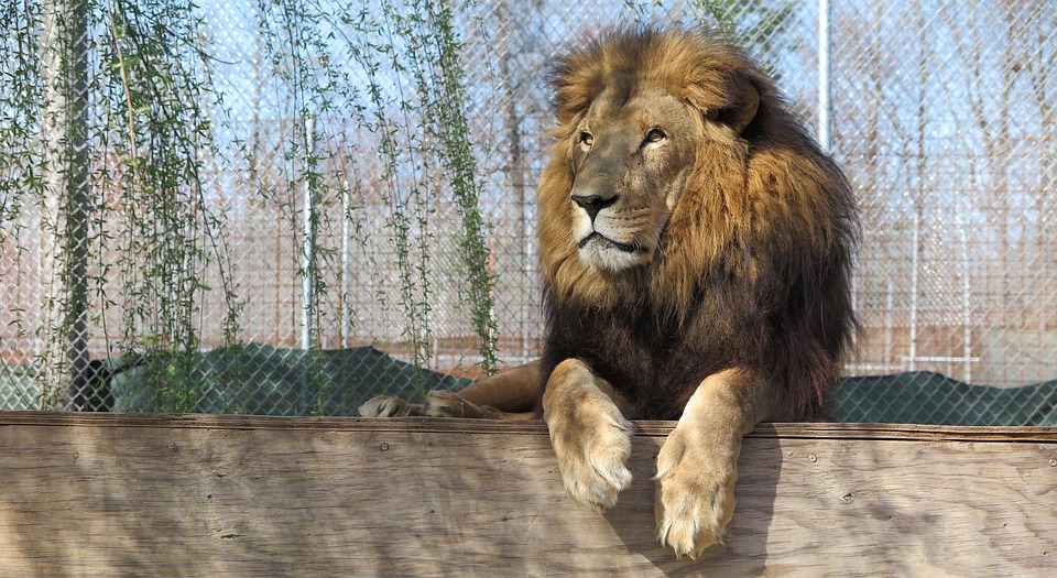 Lion Conservatory - Free photo on Pixabay - Pixabay