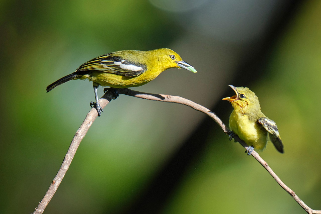 Burung-Burung Bibit Makanan Ibu - Foto gratis di Pixabay - Pixabay