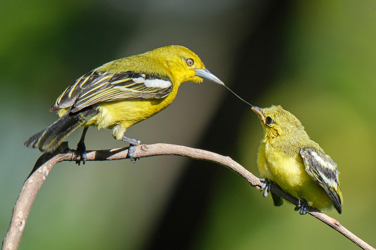 Vögel Junge Fütterung Mutter Und - Kostenloses Foto auf Pixabay - Pixabay