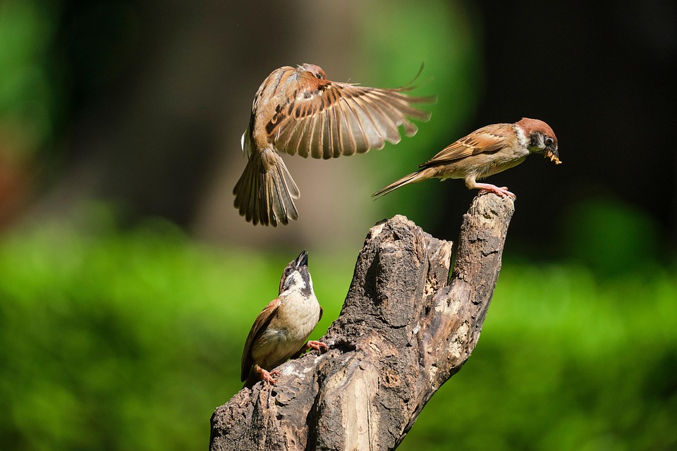 Sparrows Birds Wings - Free photo on Pixabay