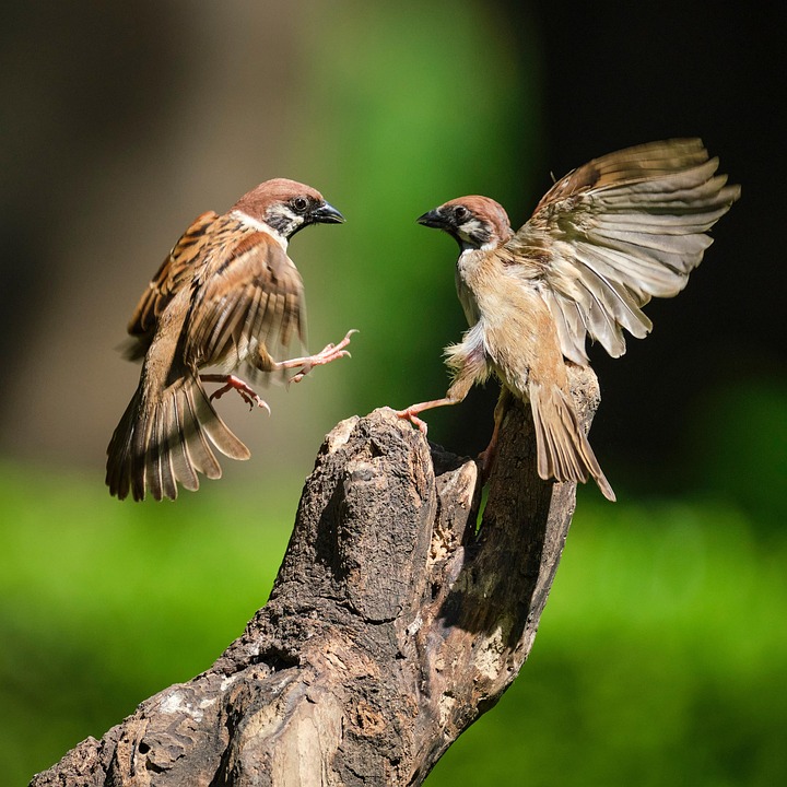 Sparrows Birds Wings - Free photo on Pixabay