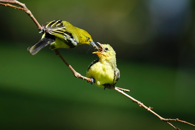 Birds Fledgling Feeding Mother And - Free photo on Pixabay