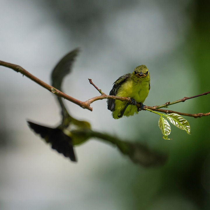 Fledgling Bird Young Animal - Free photo on Pixabay - Pixabay