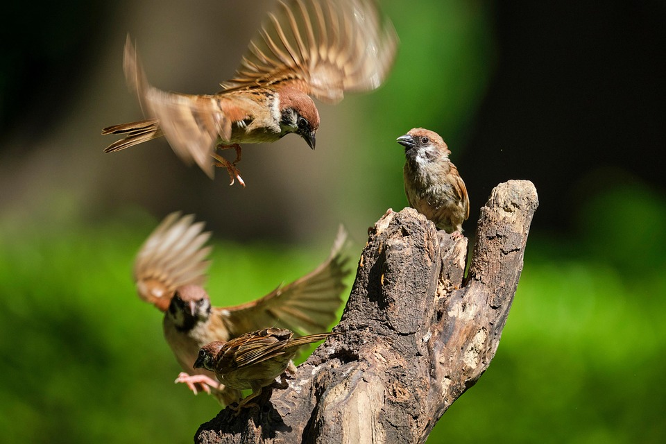 Sparrows Birds Wings - Free photo on Pixabay